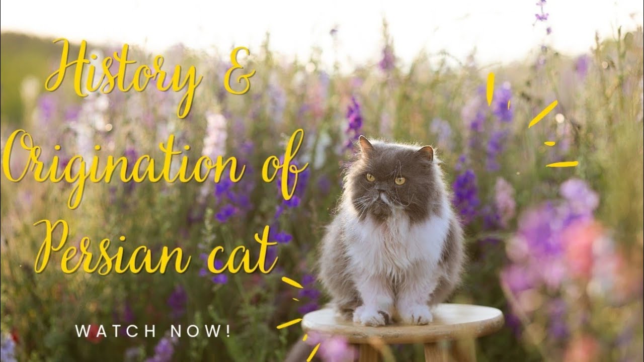 Persian Cat Full History & it's Origination | HD | | Wikipedia | - YouTube