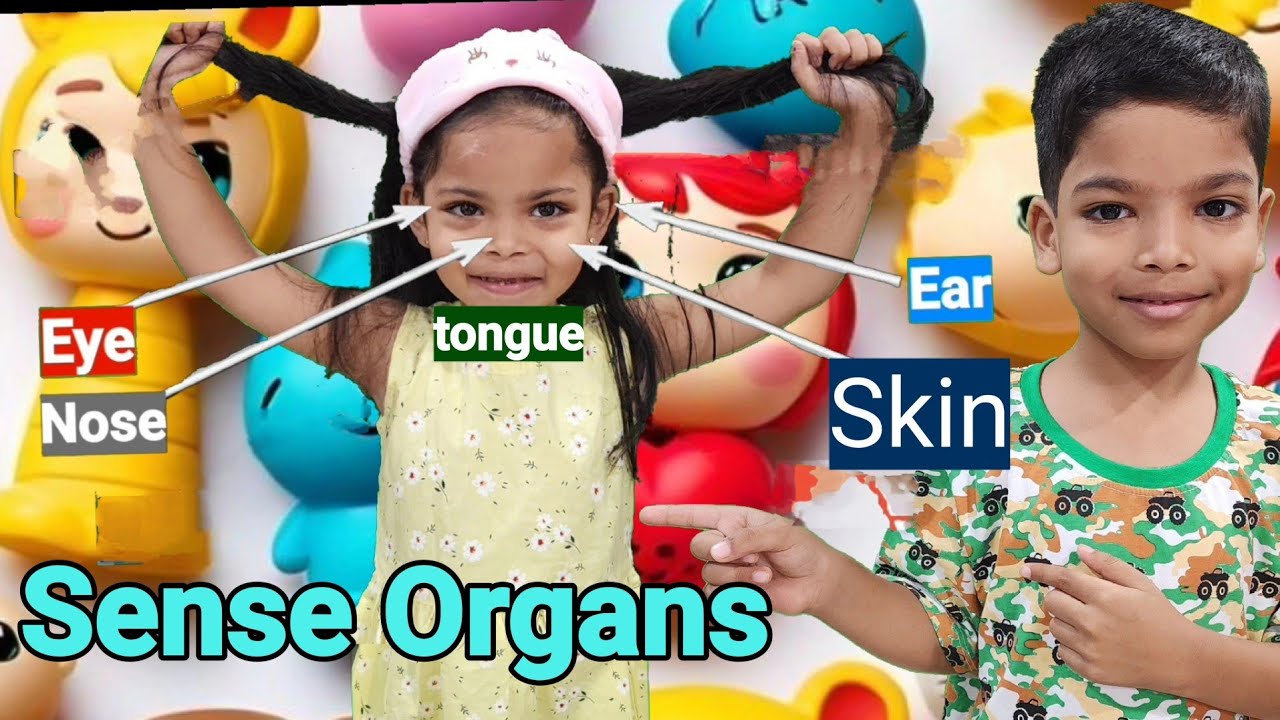 Sense Organ names, How many sense organs we have? - YouTube