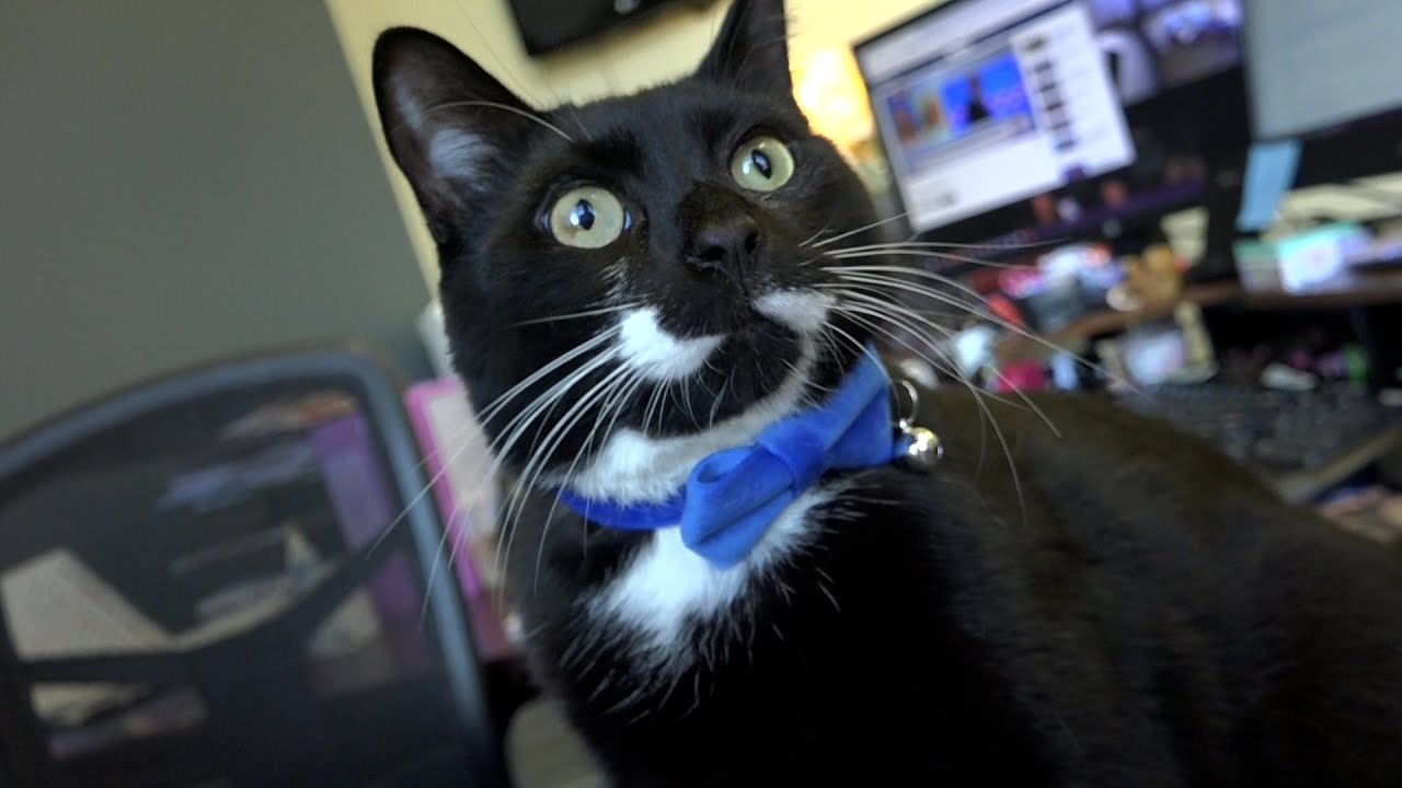 HANK THE CAT - YouTube
