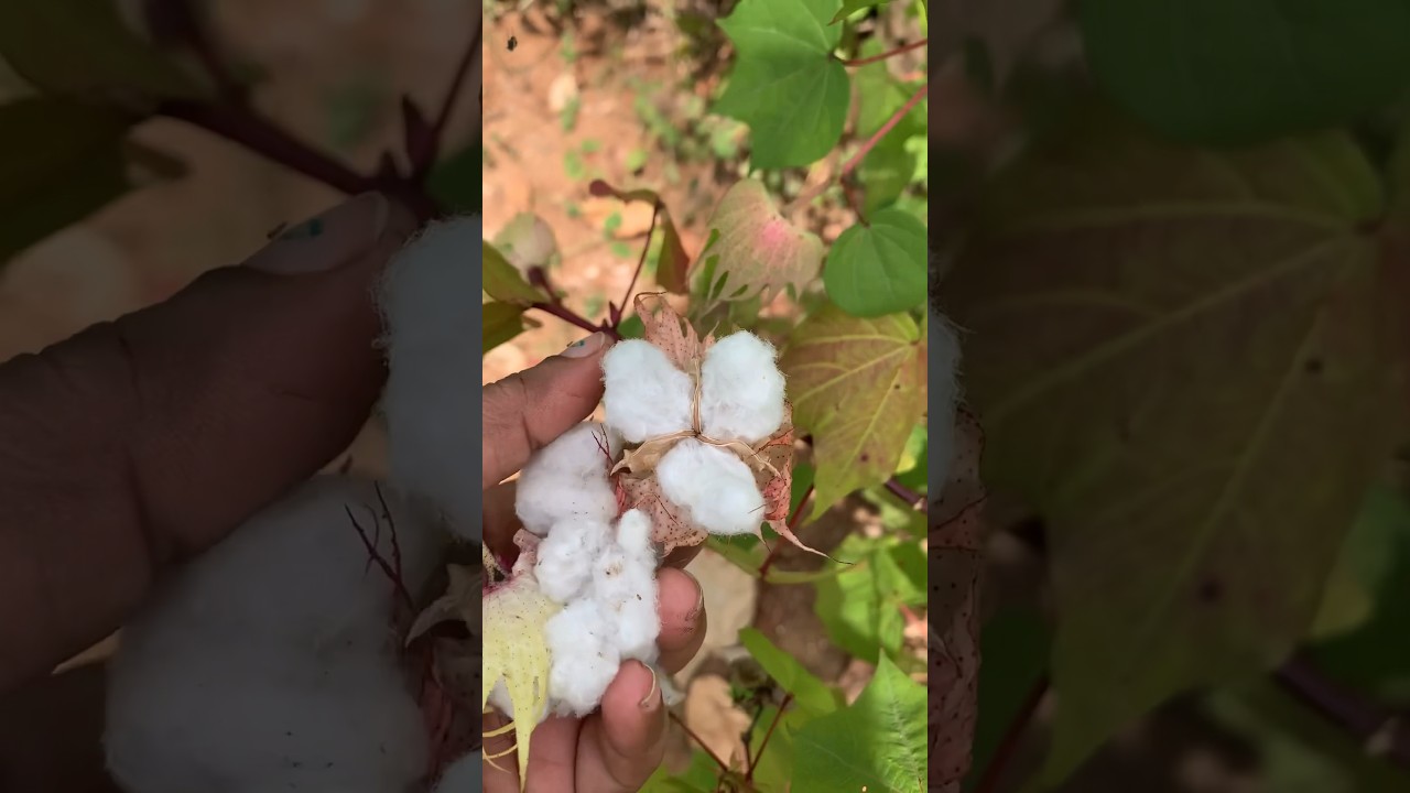 பருத்தி செடி | Cotton plant 🌱 | பணப்பயிர் #cottonpants #paruthi # ...