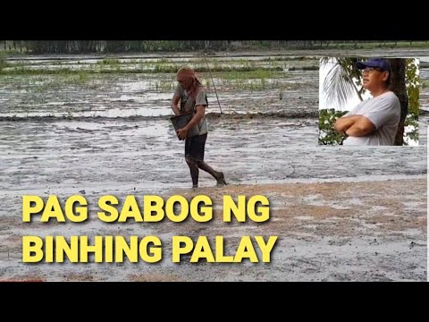 RICE FARMING SABOG TANIM - YouTube