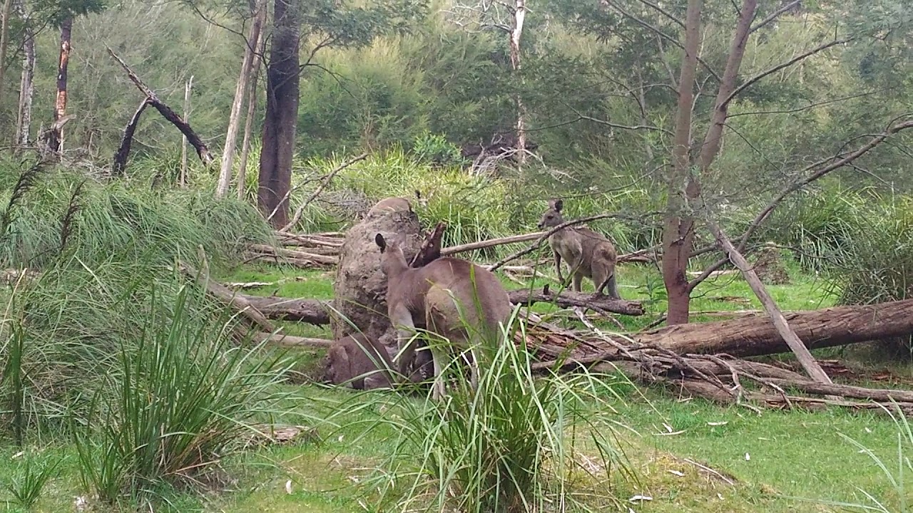 Amazing encounter at Lysterfield Lake Park, Victoria - YouTube