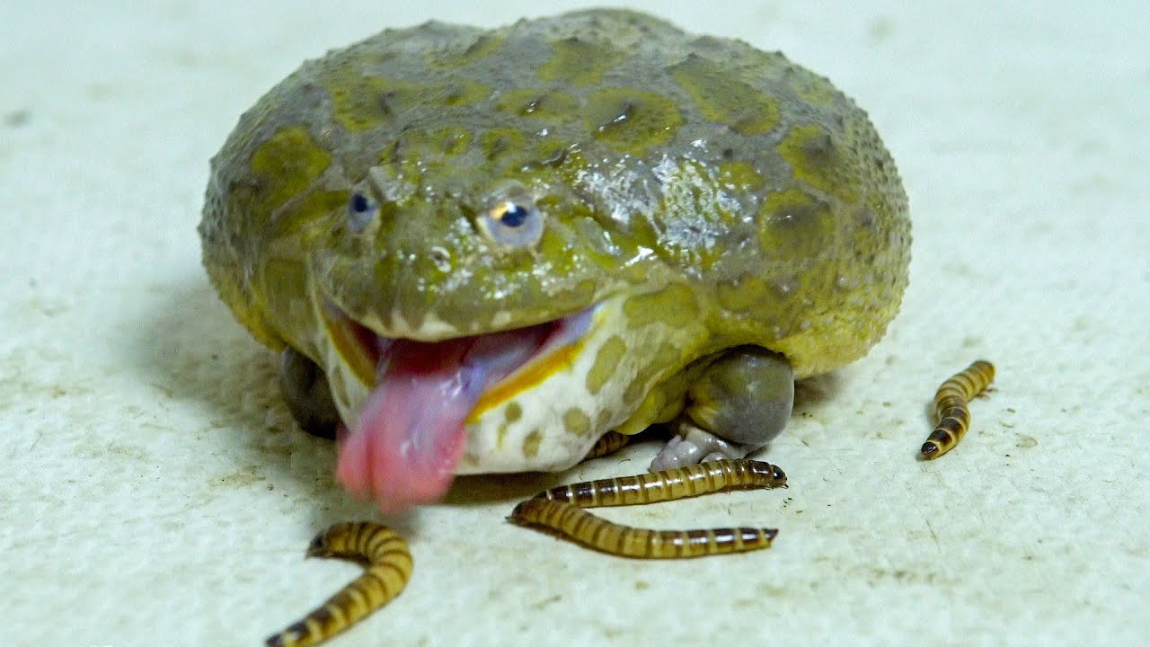 Big and Fat African Bullfrog Eating Worms! Warning live feeding - YouTube