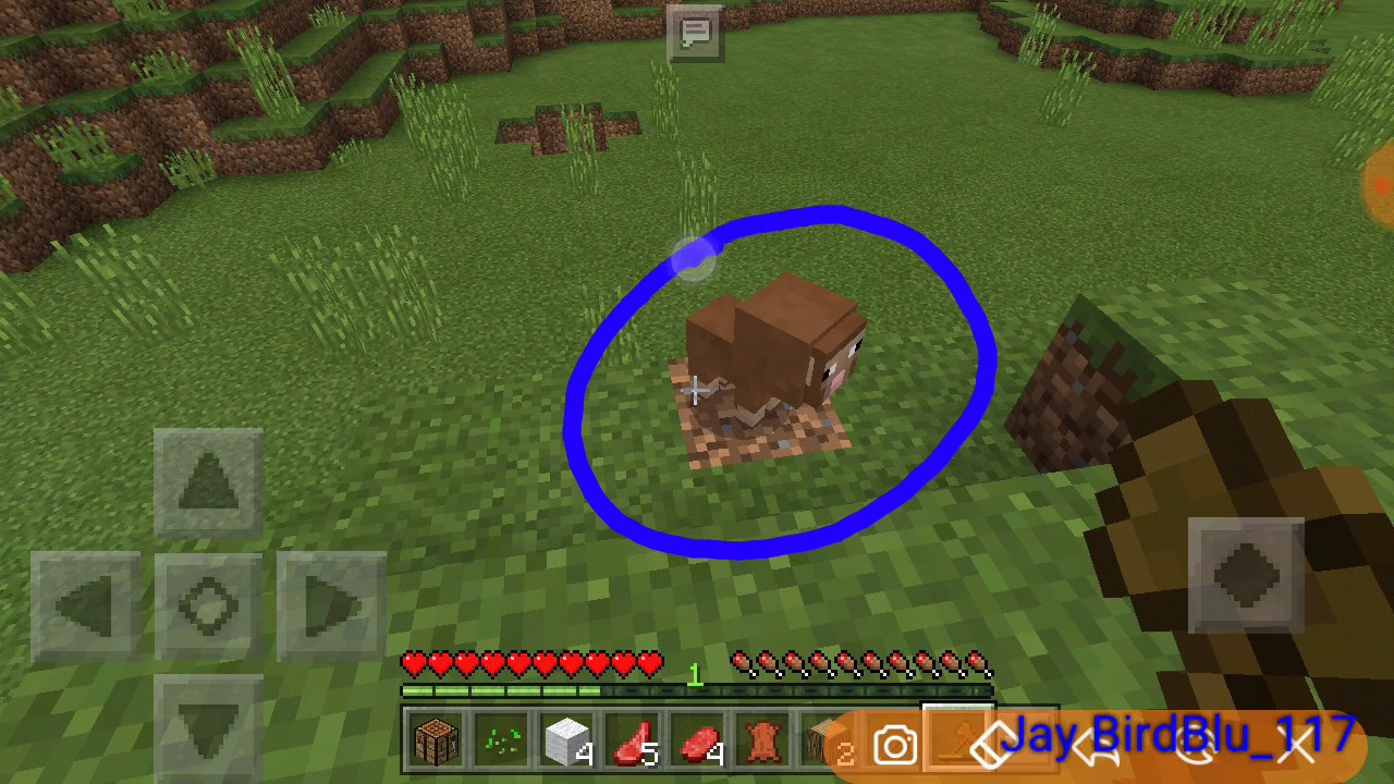I Found a 0.15% Chance: Baby Brown Sheep in Survival | Minecraft: PE ...