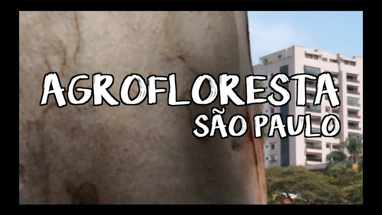 AGROFLORESTA SP com Namastê Messerschmidt | Permacultores Urbanos - YouTube