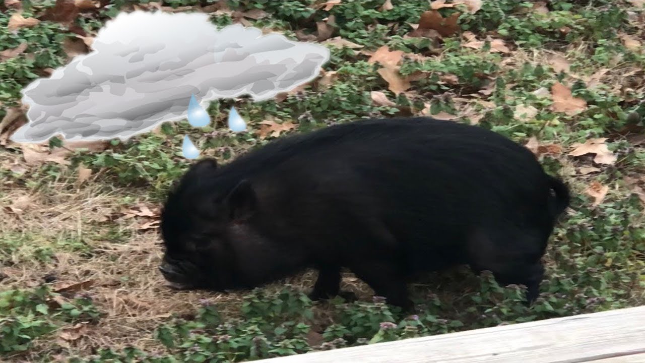 Potbelly pig runs from the rain! (Poogie the Pig) - YouTube