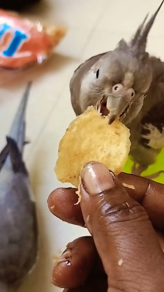 🐦‍⬛🙄🐦 Youtube