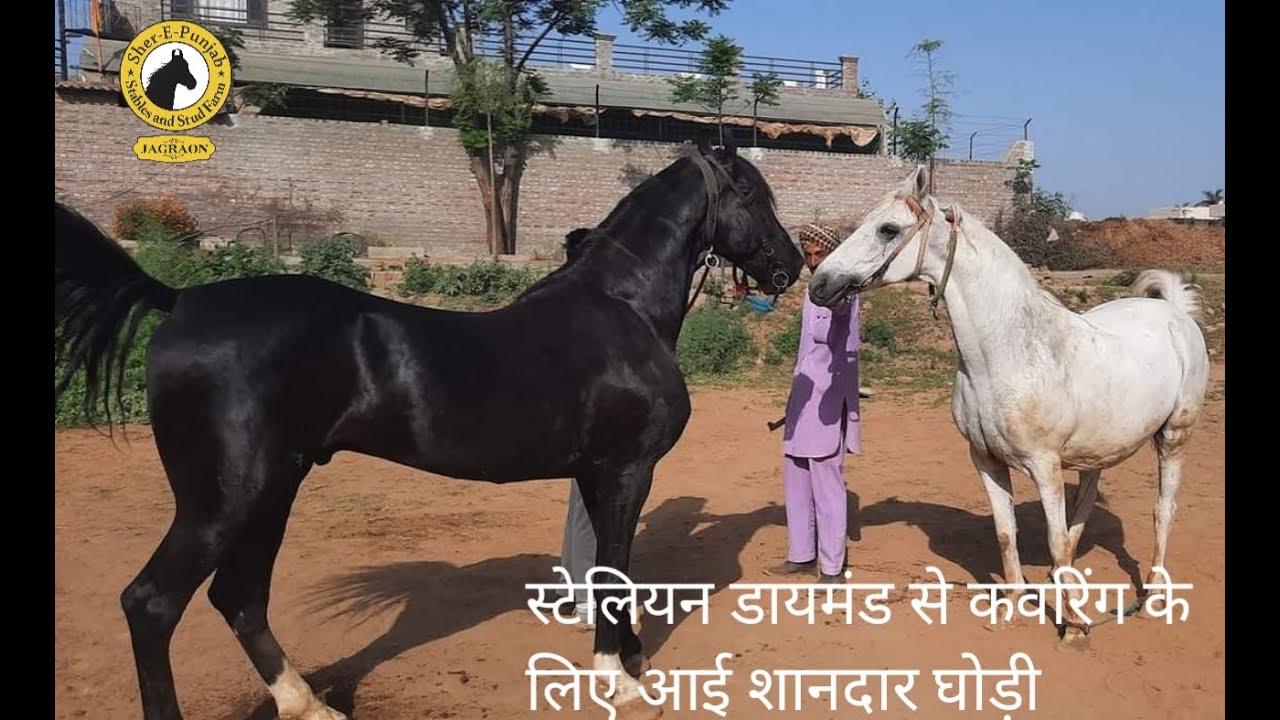 Stallion Diamond covering time video. - YouTube