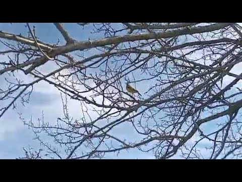 Liberando mis aves 🐦 | Cachilo Aves - YouTube