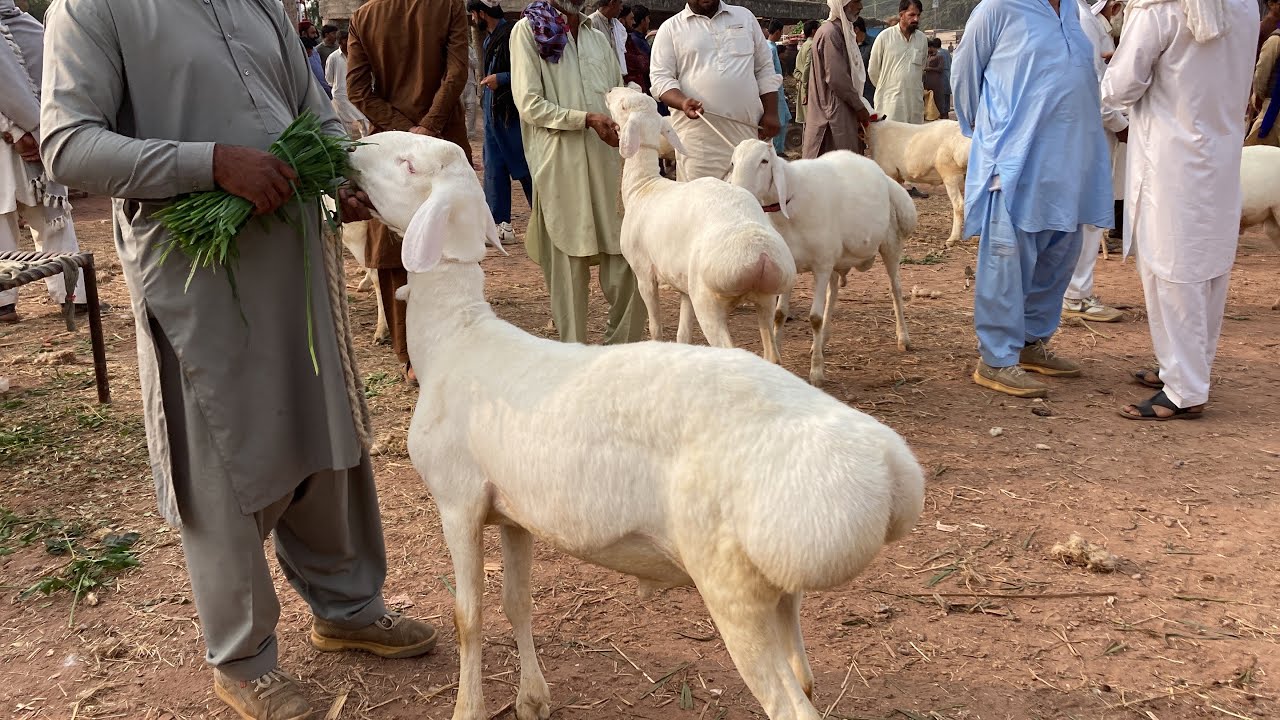 Dumba Mandi in Gali Jageer Pakistan / Dumba Price - YouTube