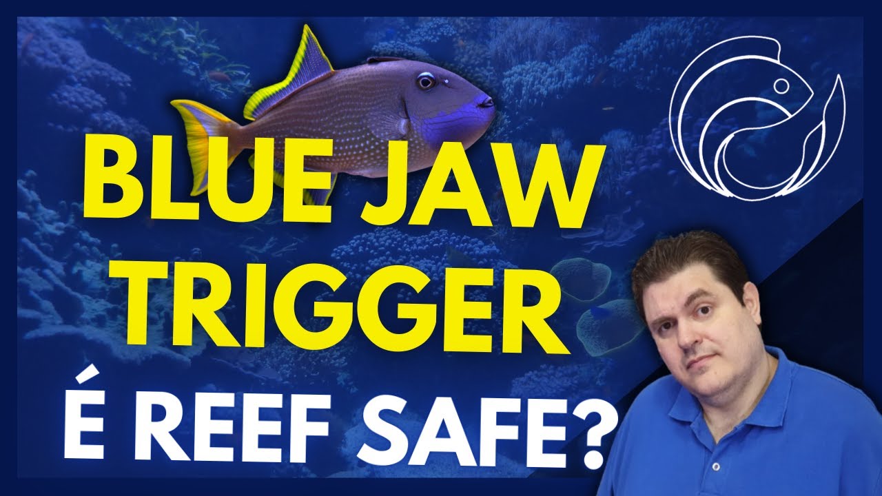 BLUE JAW TRIGGER É REEF SAFE? - YouTube