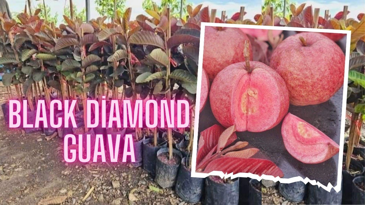 Thai Black Diamond guava plant - YouTube