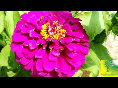 Beautiful Zinia flowers , #Zinia, #Shorts