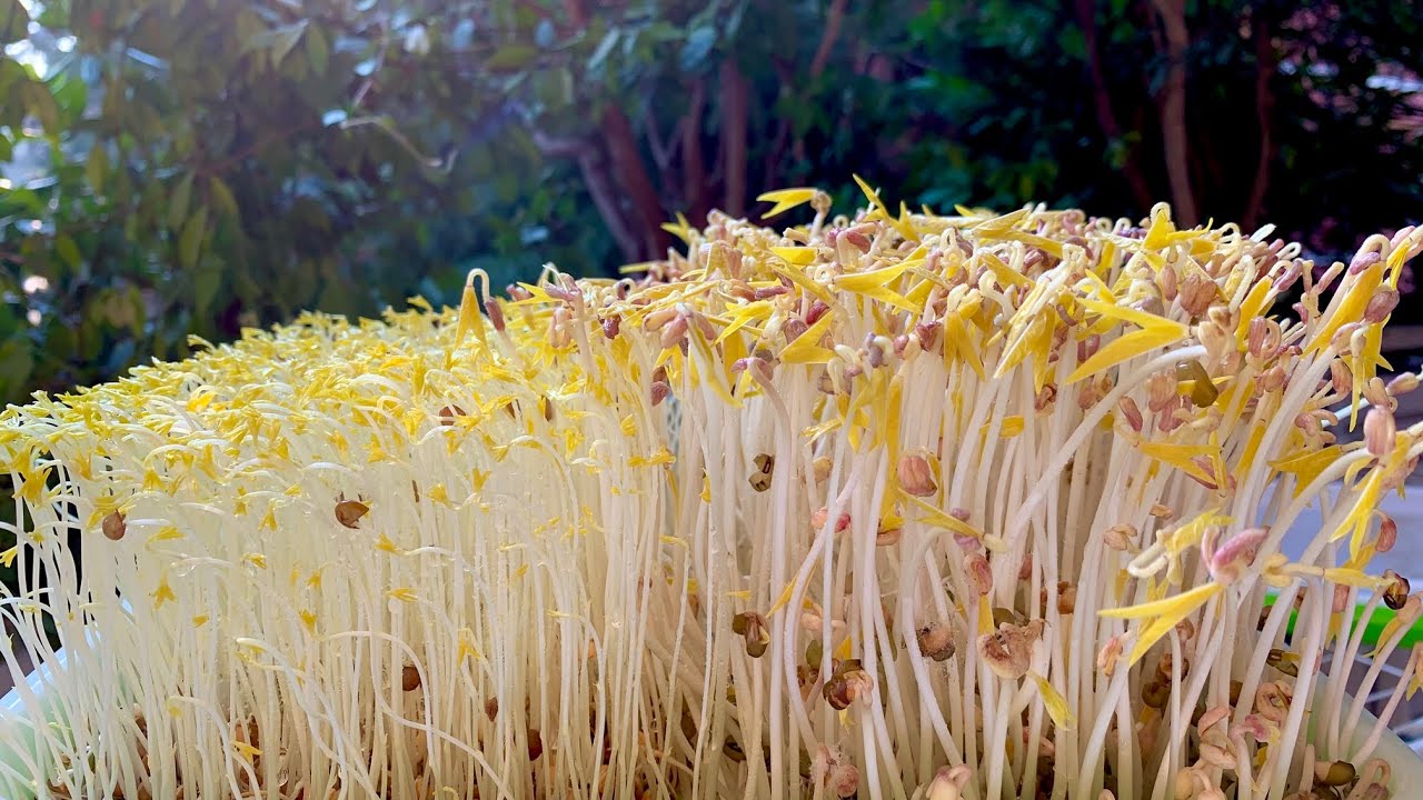 HYDROPONIC MUNG & LENTIL SPROUTS - YouTube