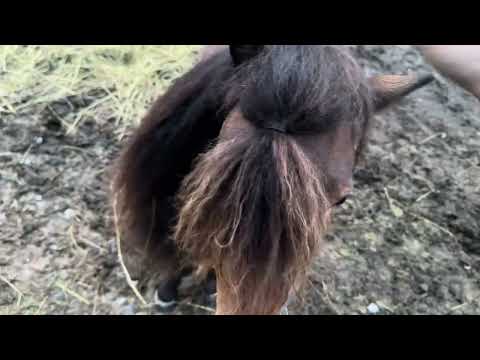 Mini stallion telling the mini paint to move