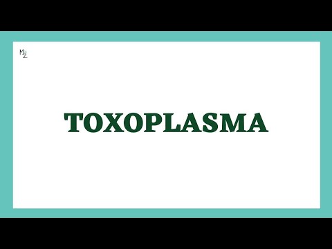 Toxoplasma gondii | Toxoplasmosis | Life Cycle, Diagnosis, Treatment & Prevention | MEDZUKHRUF