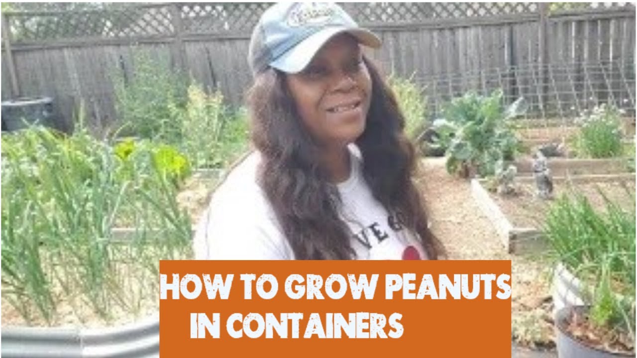 Growing Peanuts Container | Garden Vlog | #peanuts | A Beautiful Jungle ...
