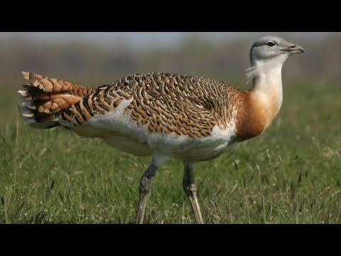 The prophecy and Symbolism of the Great Bustard Bird - YouTube