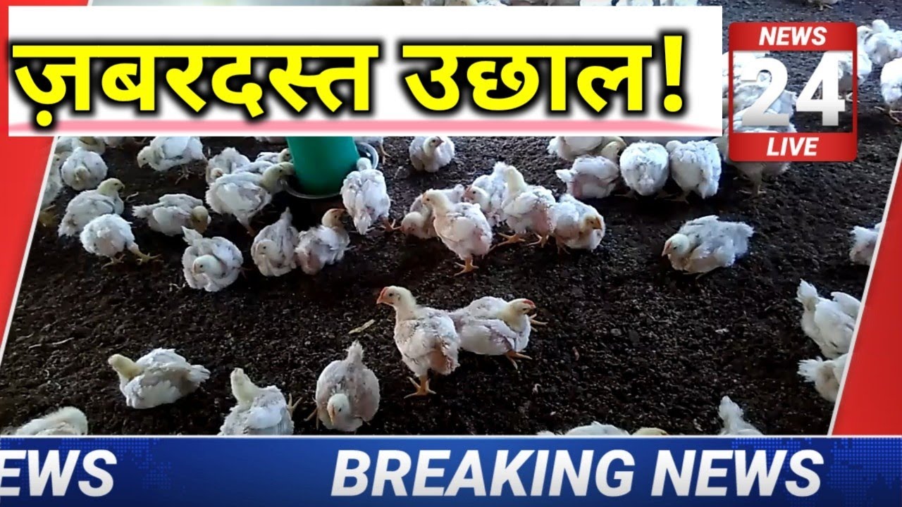 poultry rate today! latest chicken rate today! aaj ka thok murga mandi ...