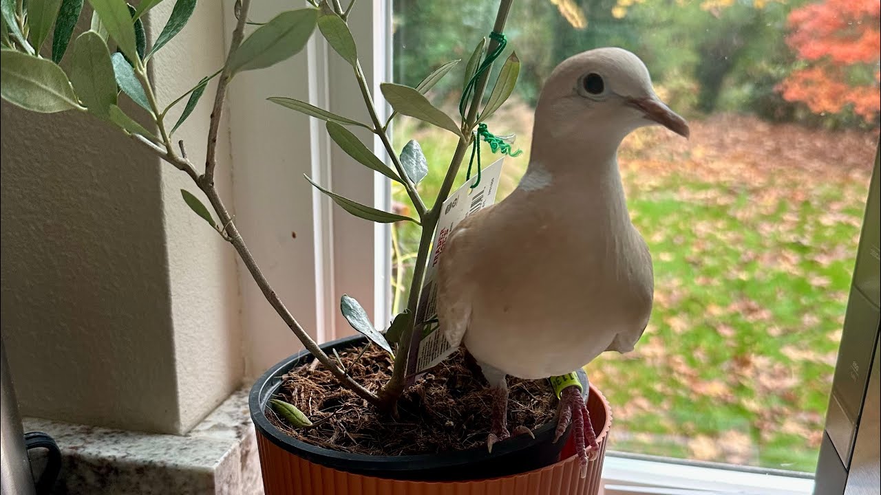 This is what happens what you give a Bird Broccoli - YouTube