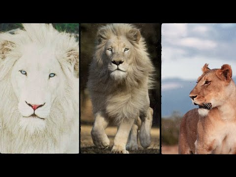 8 most unique lions on Earth | Rare breed of lions | Beautiful lions of ...