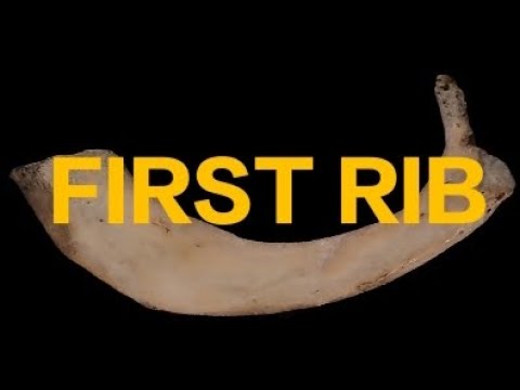 OSTEOLOGY:FIRST RIB# Osteology#First rib#anns anatomy# - YouTube