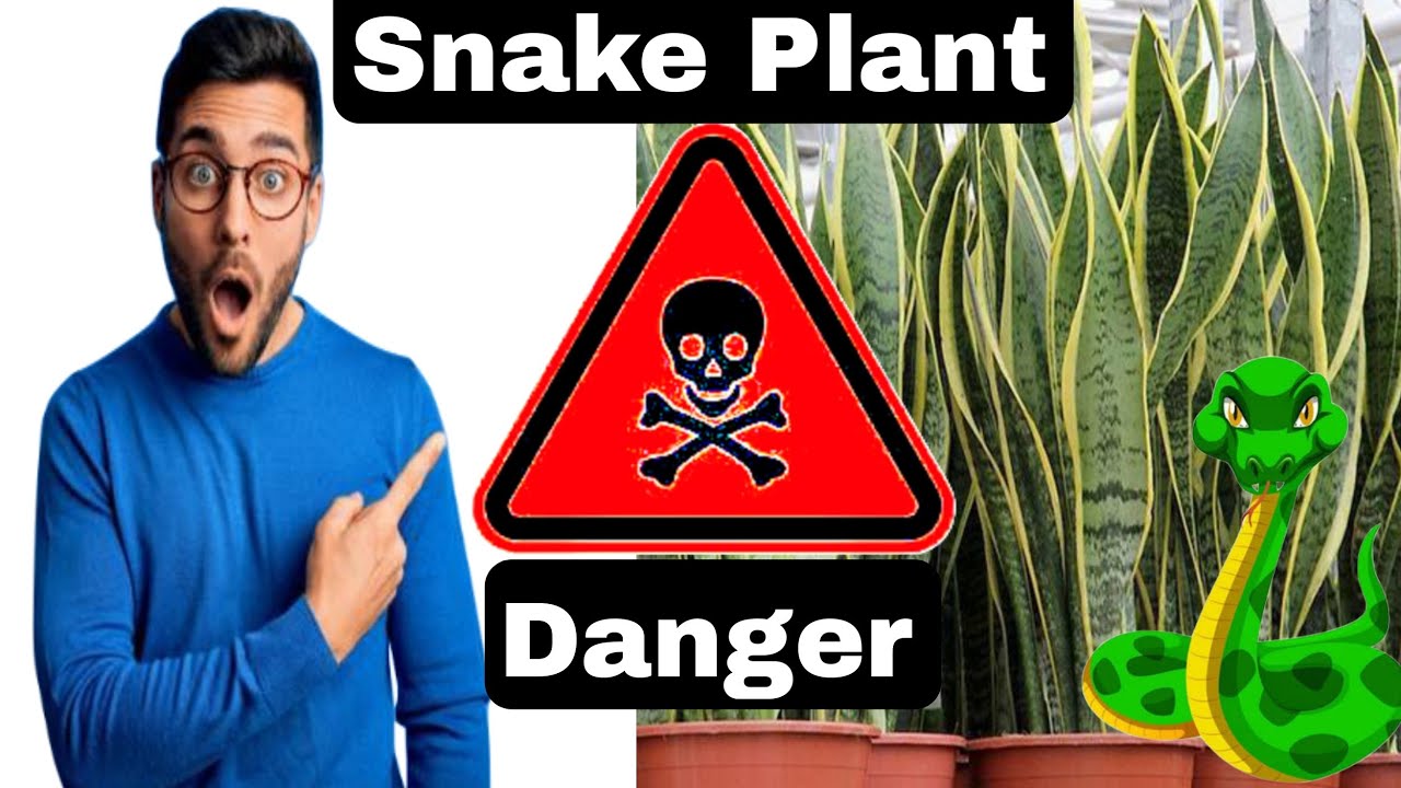 Harmful Indoor Plants | Poisonous Plants | Snake Plant | Sansevieria ...