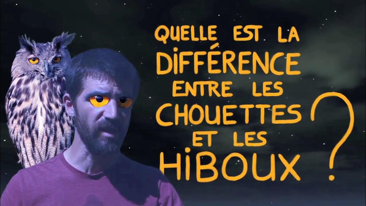 Quelle est la différence entre les chouettes et les hiboux ? - Question ...