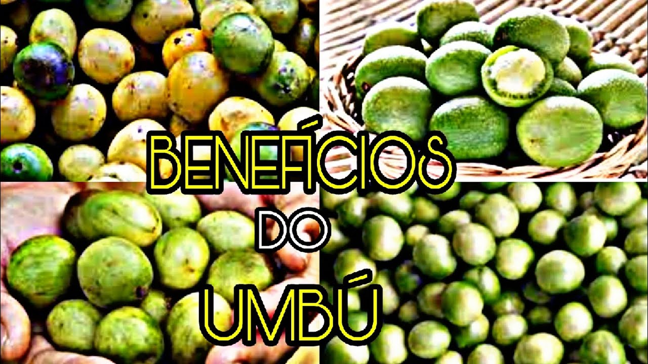 5 BENEFÍCIOS DO UMBÚ!! - YouTube