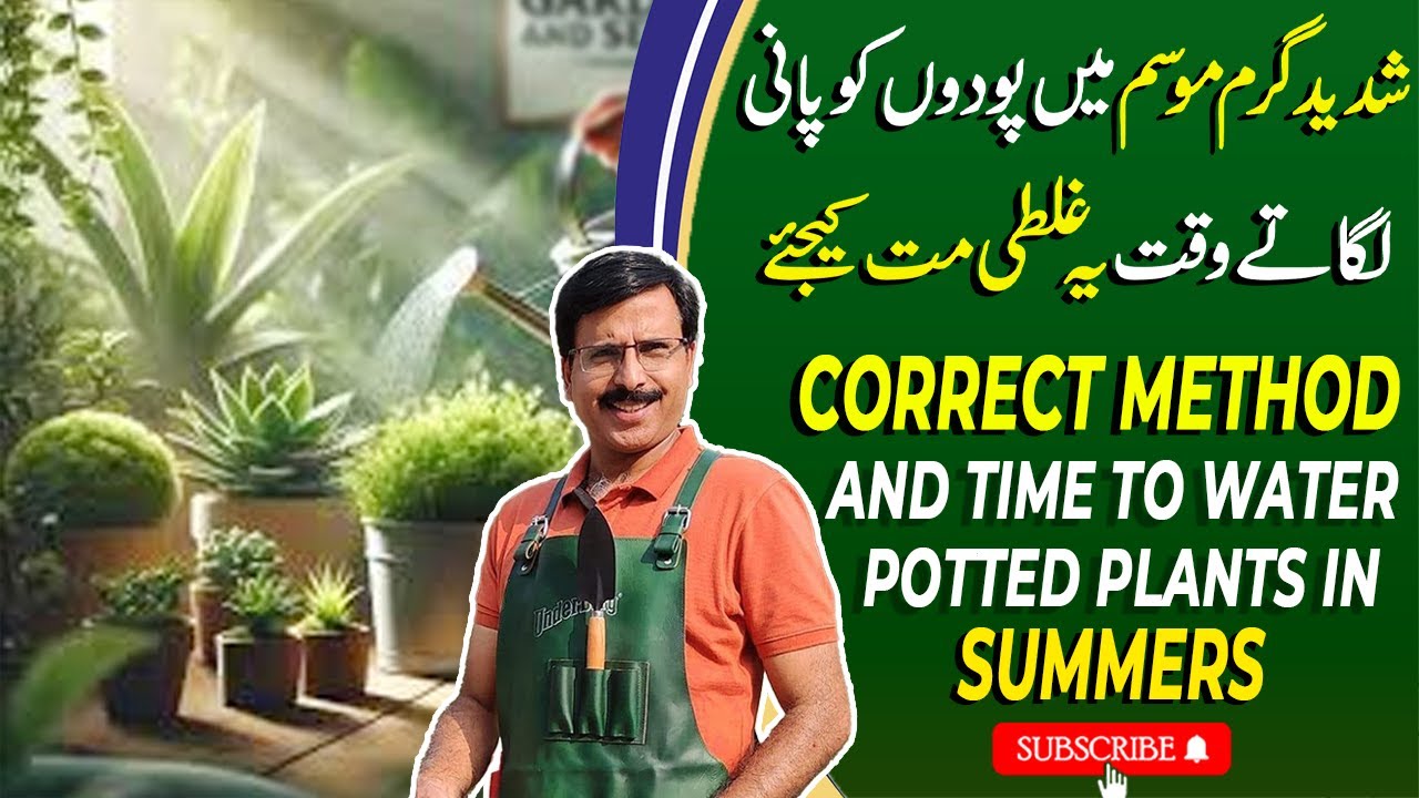 Correct Method And Time To Water Potted Plants In Summers | Gardening With Javed Iqbal - YouTube