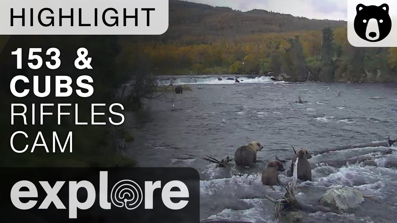 Bear 153 and Cubs - Katmai National Park - Live Cam Highlight - YouTube