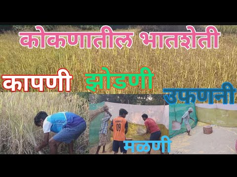 कोकणातील भातशेती||कापणी||मळणी/झोडणी||उफणनी||Kokanatil BhatSheti|| - YouTube
