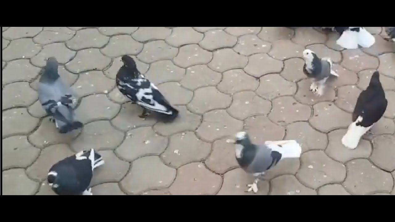 DONEKS PIGEON - 2020 - YouTube