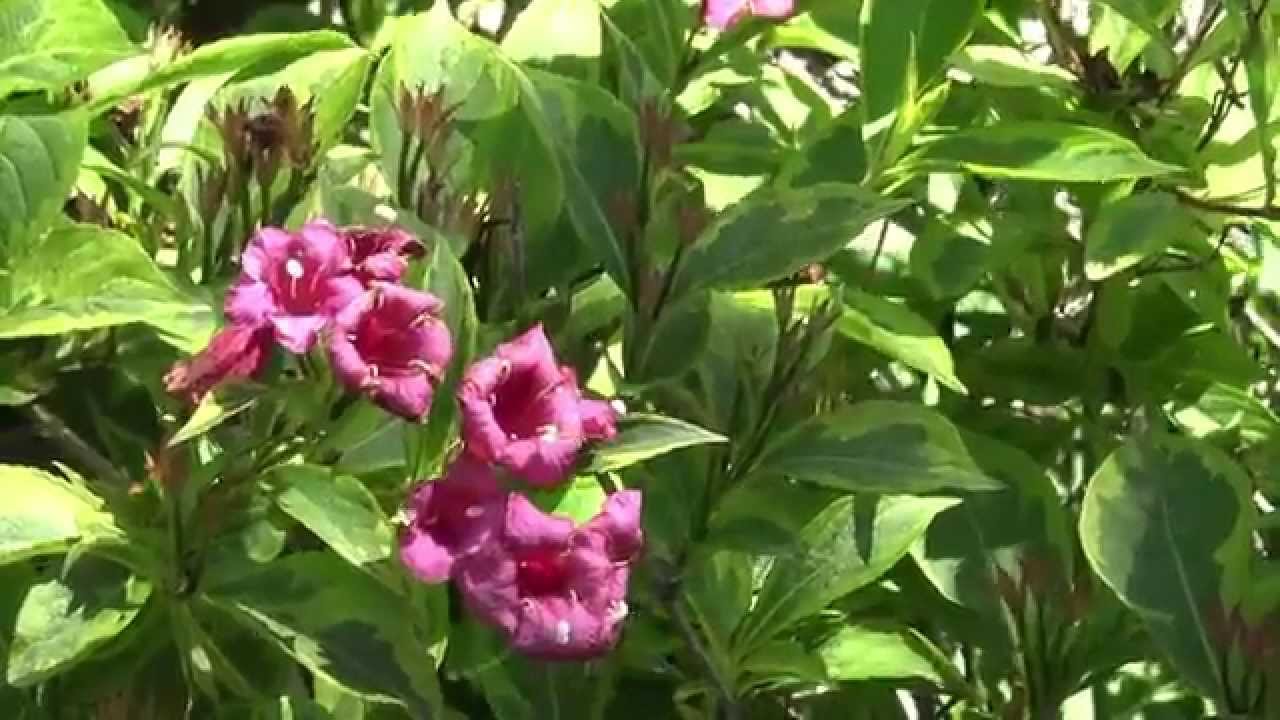 Les fleurs a St-Joseph Beauce - YouTube