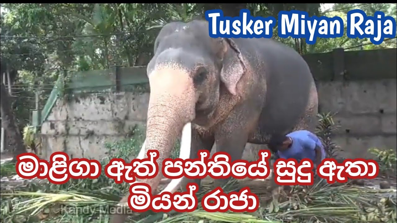 මියන් රාජාගේ පෙරහැර සුදානම Tusker Miyan Raja - YouTube