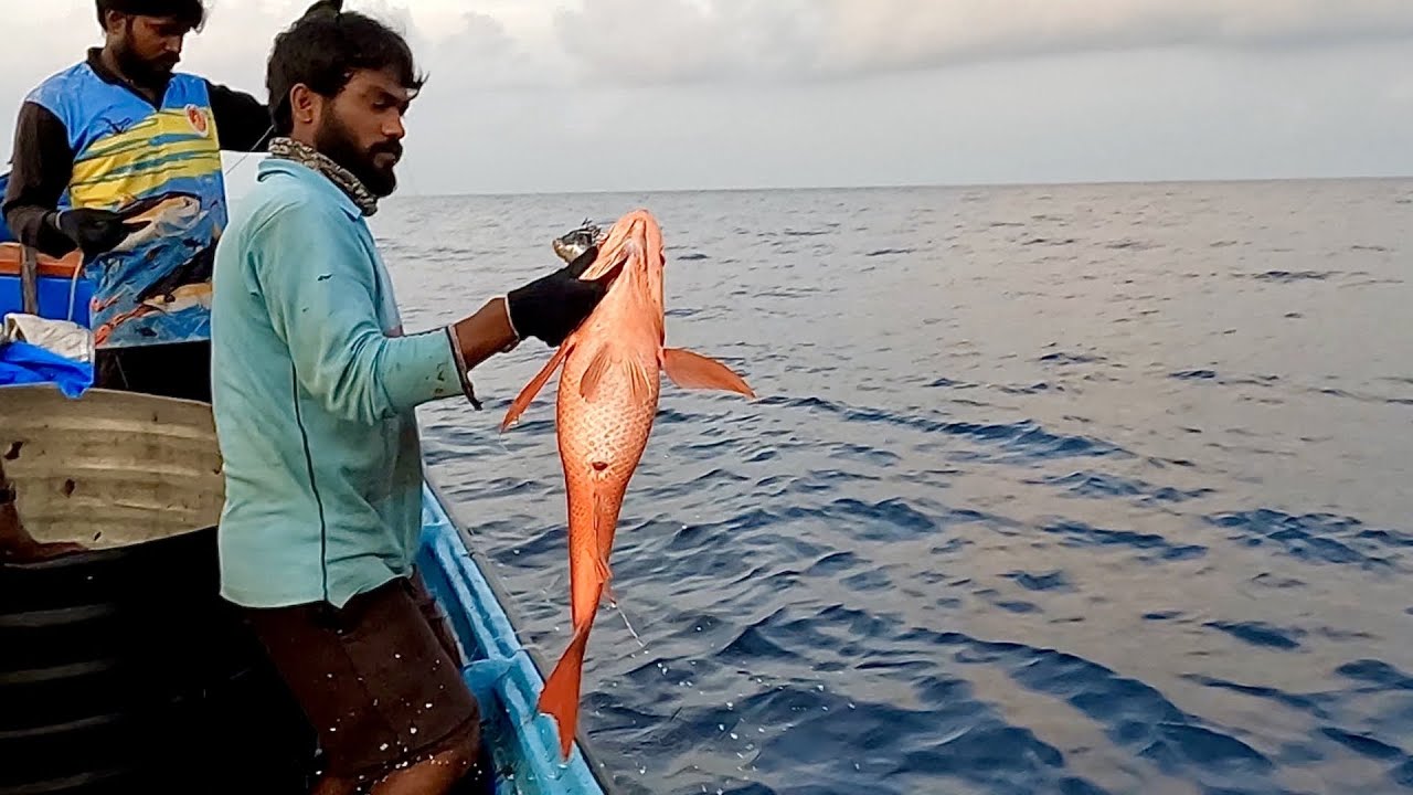 Catching Giant Trevally Fish, Mangrove Jack & Blubberlip Snapper in the ...