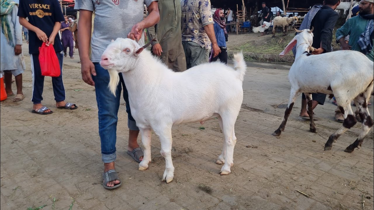 heavy Bakra available in Lahore Bakra Mandi Sj Livestock - YouTube