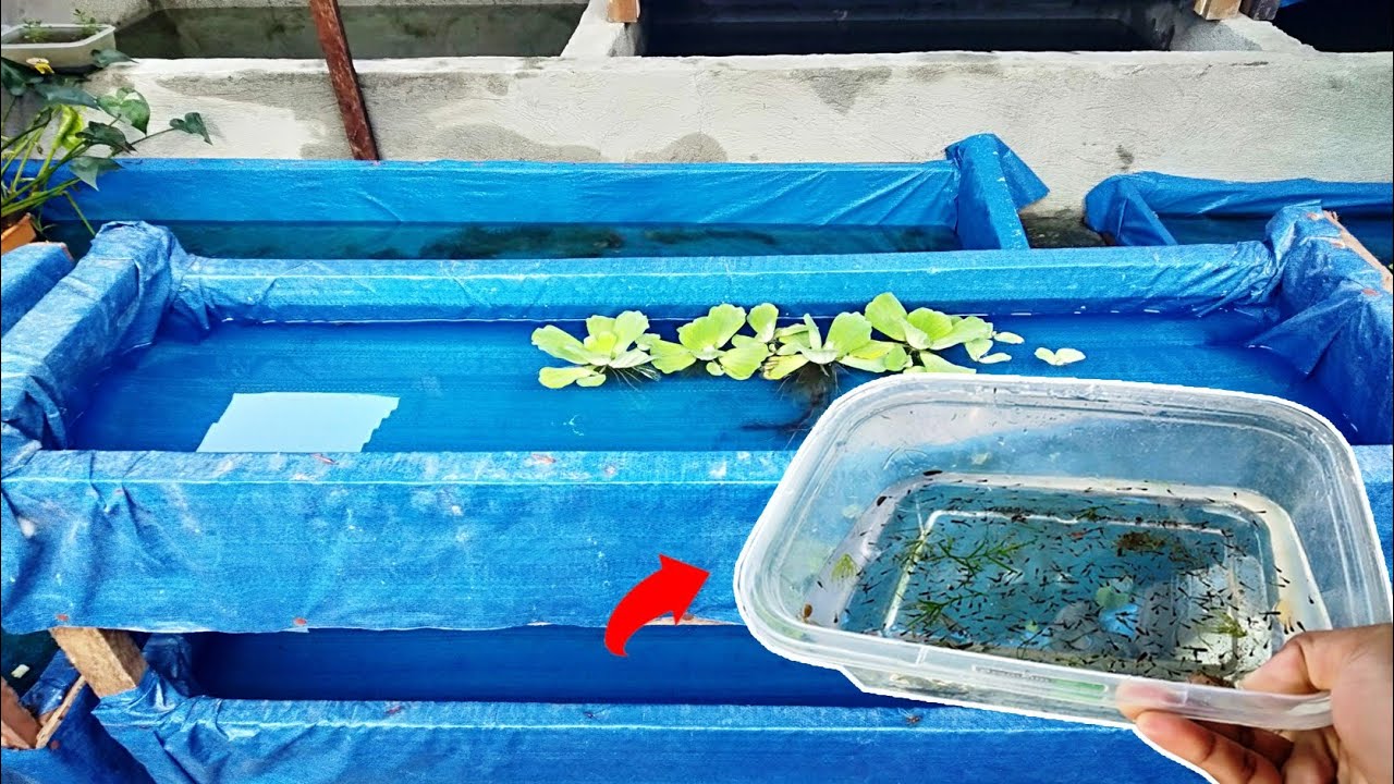 GUPPY FRY harvested in mini wooden trapal pond - YouTube
