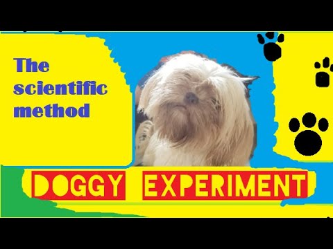 The Scientific Method, simple explanation with a Dog - YouTube