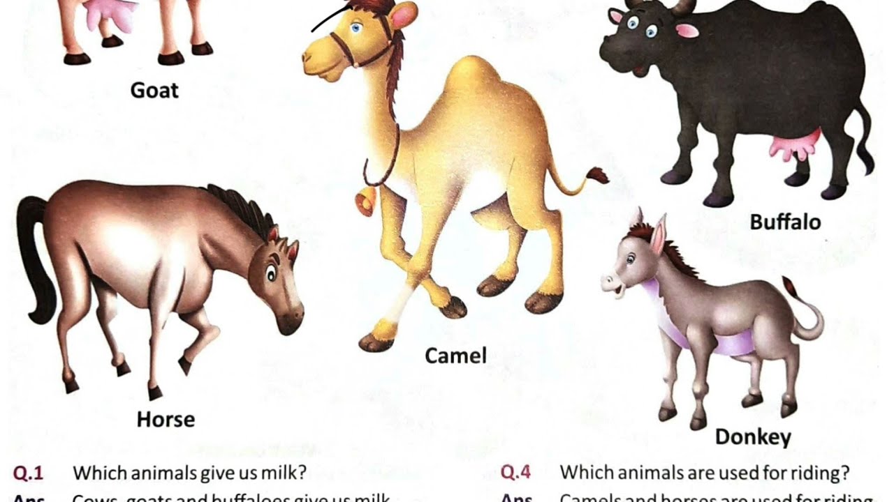 Some Useful Animals || Spelling with correct Pronunciation - YouTube