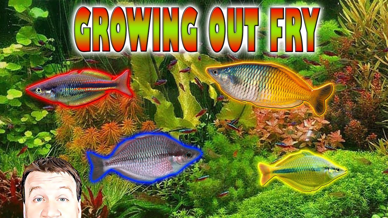 How to Hatch and Grow Out Rainbow Fish Fry - YouTube