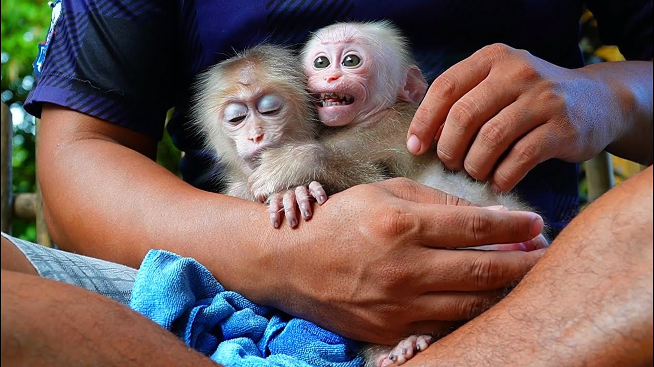 Million Speaking Aroy Make Conversation With Jooy Monkey - YouTube