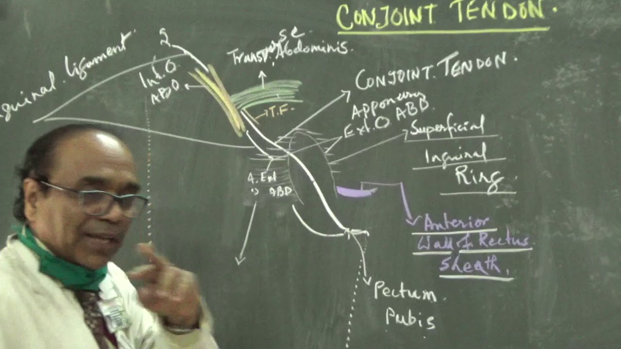 conjoint tendon 1 - YouTube