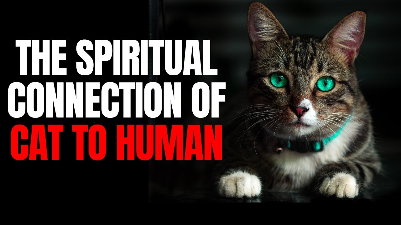 Unveiling the Mystical Bond Between Humans and Cats: A Spiritual ...