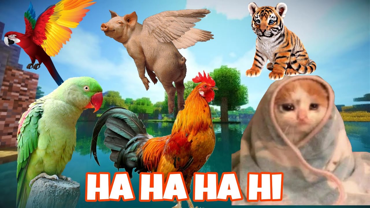 Tota cat pig lion 🦁 new funny video Janwar funny video🥲🥲☺ - YouTube