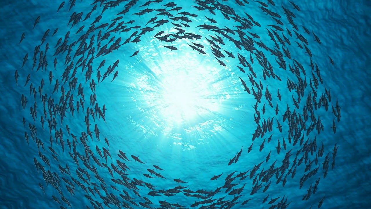 school of fish sharks swim in a circle - YouTube