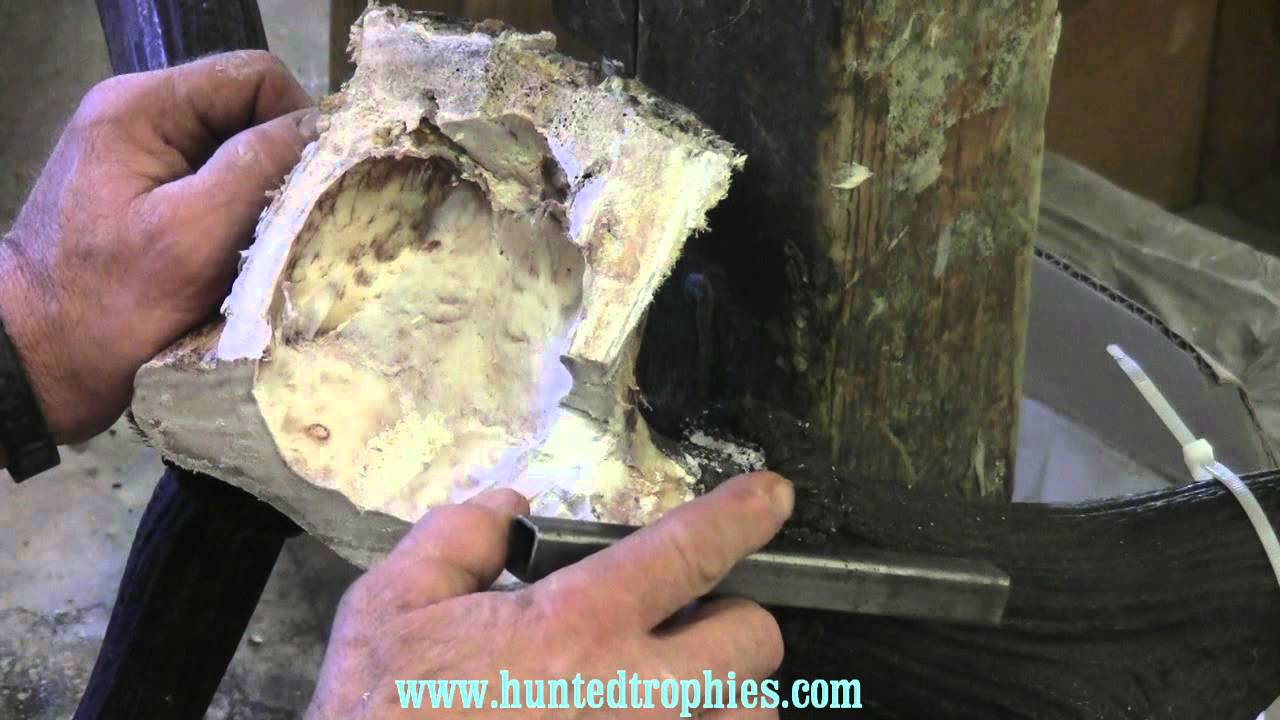 Removable Elk Antler - YouTube