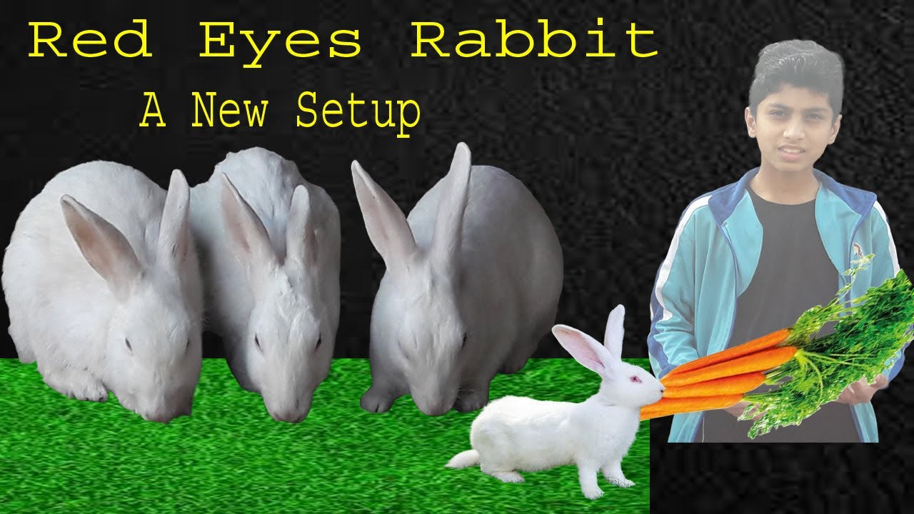 Red Eyes Rabbit Farming A New Setup - YouTube
