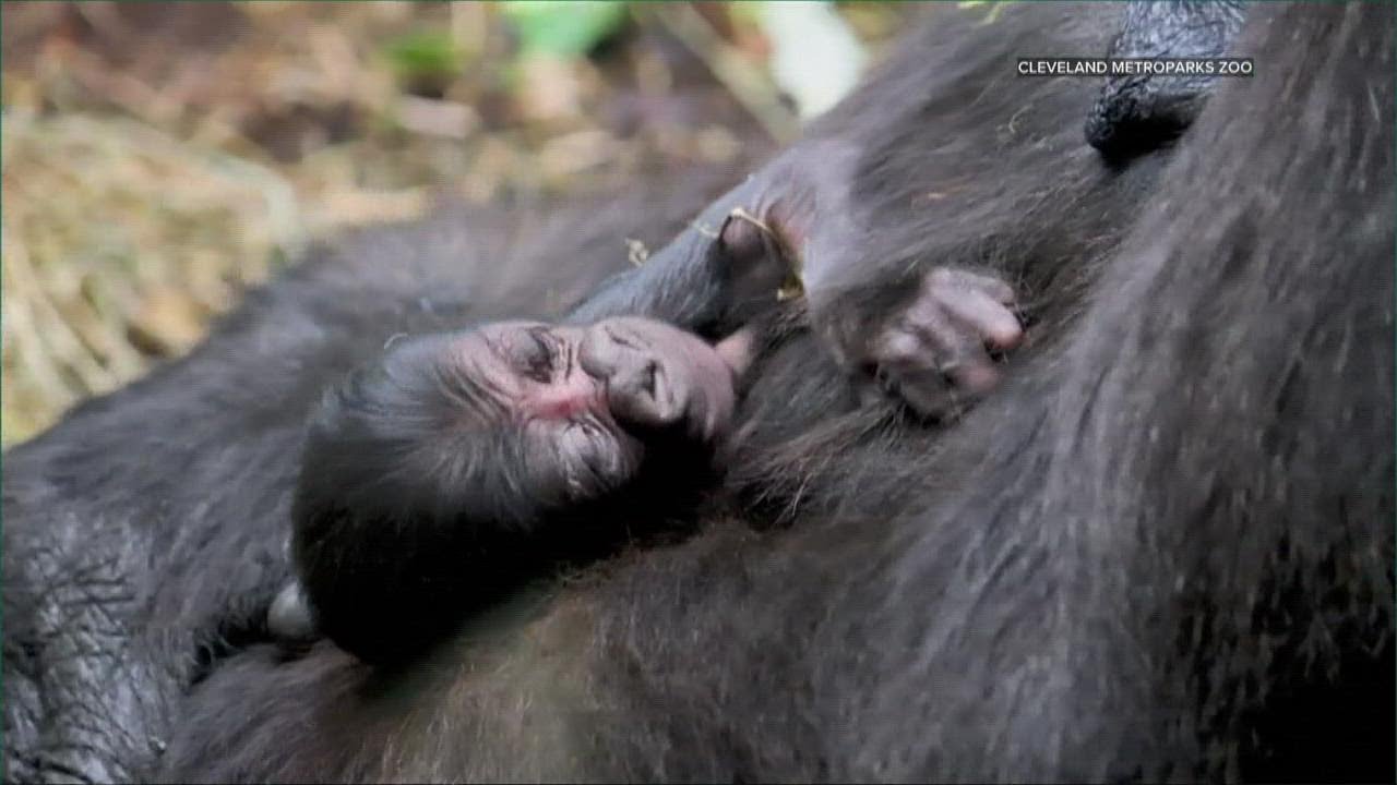 Cleveland Metroparks Zoo celebrates baby gorilla Kayembe's first ...