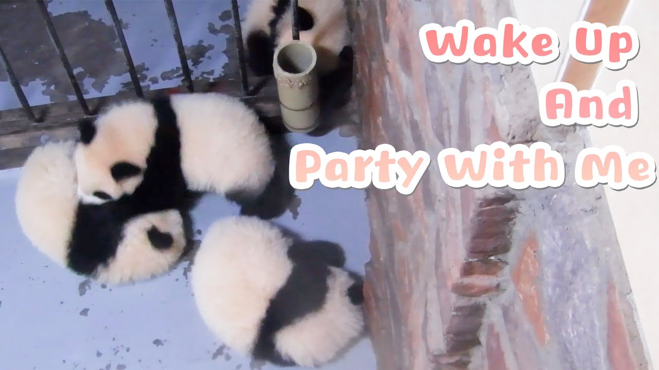 The Only Awake Panda Baby At The End Of A Party | iPanda - YouTube